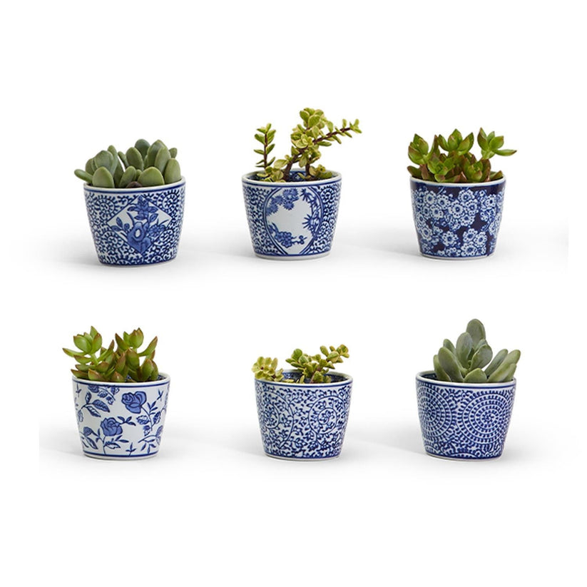Blue and White Cache Pot – The Permanent Garden